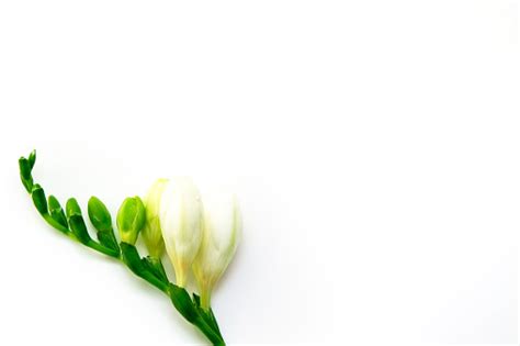 봄 배경입니다 흰색 바탕에 아름 다운 흰색 봄 Freesia 꽃 텍스트 장소 클로즈업 봄 휴가 대 한 낭만적인 배경입니다 0명에
