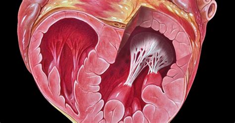Papillary Muscle Overview Of Its Anatomy And Functions