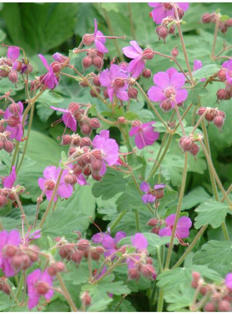 Geranium Macrorrhizum Bevan S Variety Geranium Macrorrhizum Bevans