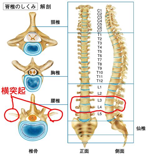 腰椎骨折腰椎解剖胸椎骨折第2页点力图库