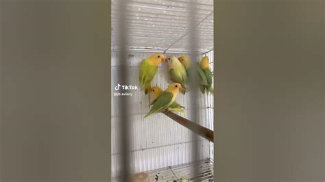 Beautiful Birds Motation Skpbirdaviary Birds Nationalholiday Youtube