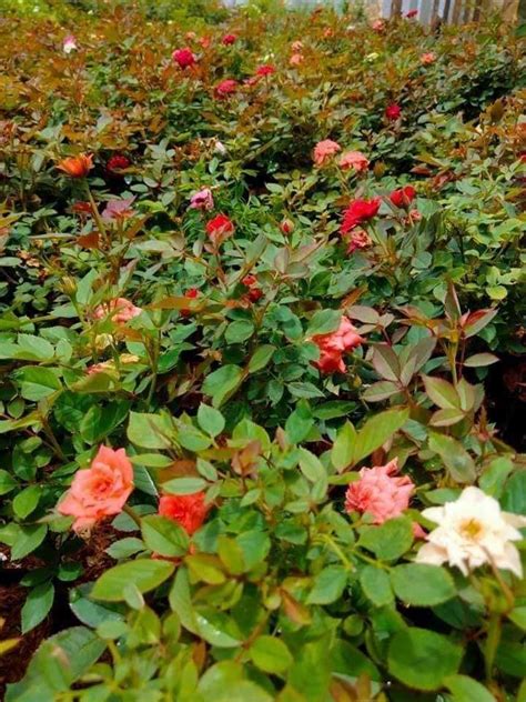 စိုက္ပ်ိဳးေရး သတင္းႏွင့္ နည္းပညာ