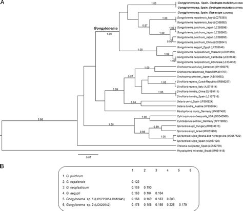 A Phylogenetic Analysis Mcc Tree Obtained Using A Bayesian Approach