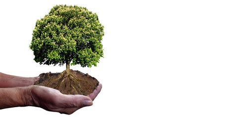 Free Tree Root Root Images Pixabay