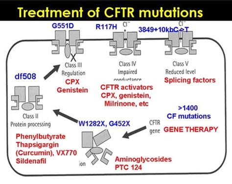An Awesome Site That Explains The Mutation Classes Of Cftr Mutations