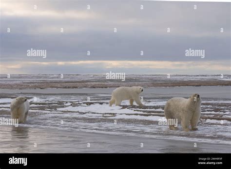 Grizzlypolar Bear Hybrid With Polar Bears Ursus Maritimus Sows Cubs
