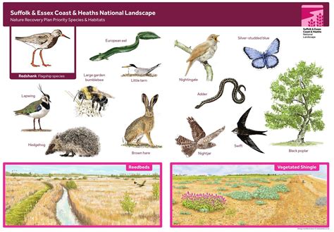 Suffolk And Essex Coast And Heaths National Landscape Ipswich