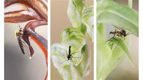 Eande Phd Exit Seminar How Important Is Sexual Chemistry Pollination Of