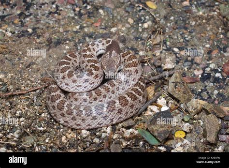 A Sonoran Nightsnake Hypsiglena Chlorophaea Chlorophaea Coiled