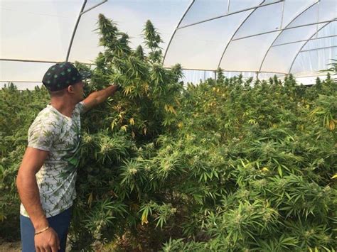 Global Research Chem Ltd Cannabis