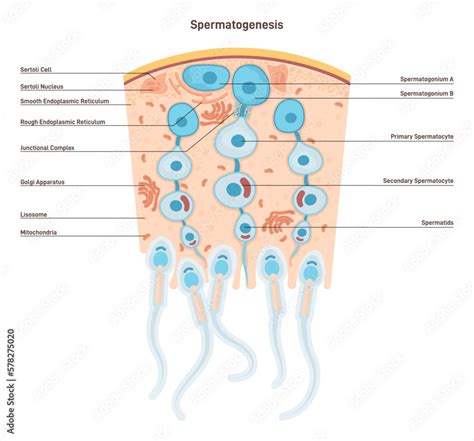 Spermatogenesis Production Of Semen In The Male Reproductive System