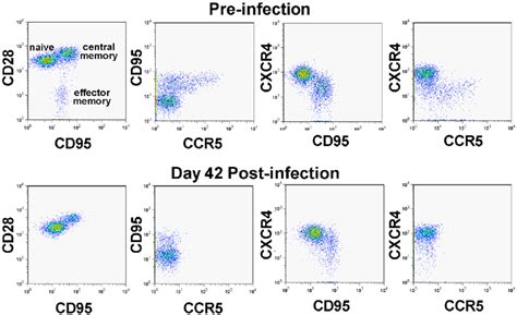 Cd4 T Cell Depletion Pattern In Sivagm Infected Macaques Pbmcs Were