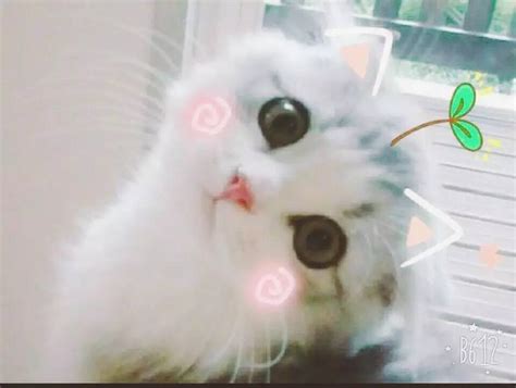 你说的是啥玩意儿？