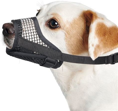 Dog Muzzle Pet Stock At Paul Jamison Blog