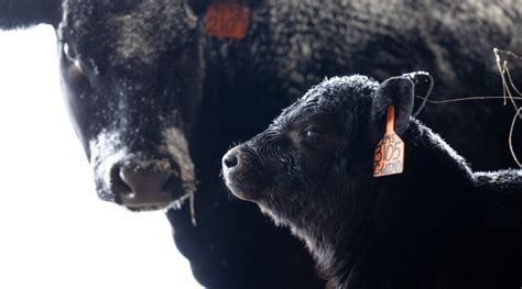 Preparation Tips For Winter Calving Morning Ag Clips