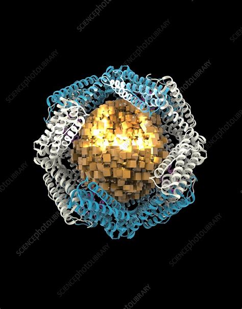 Ferritin Structure Illustration Stock Image C Science Photo Library