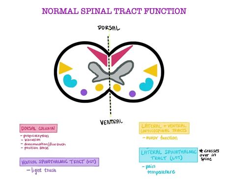 Spinal Tracts Functions