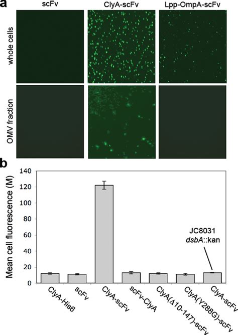 Engineered Bacterial Outer Membrane Vesicles With Enhanced
