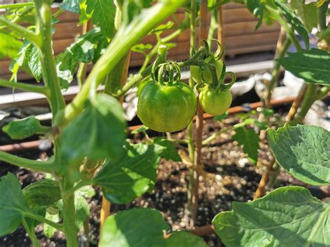Urban Farming Workshop At Link Sustainability Lab Rooftop Republic
