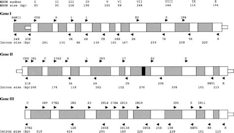 Shrimp A Amylase Gene Organization Exon Unshaded And Intron Shaded