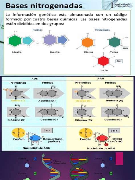 Bases Nitrogenadas Pdf