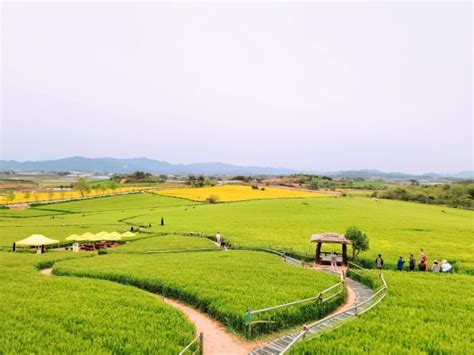 고창 청보리밭축제 학원농장 네이버 블로그