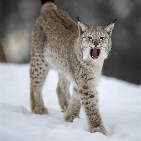 Lynx