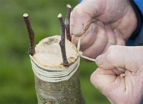 Comment greffer un arbre fruitier en couronne pas à pas Food forest