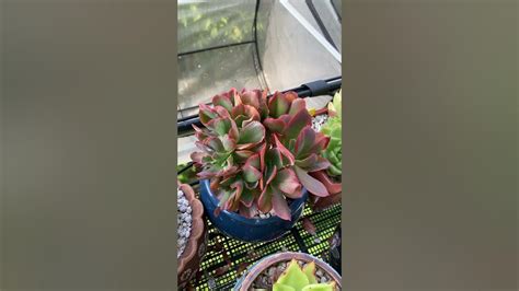 파피스로즈철화가 이쁜 색감으로 잘크네요~ Youtube