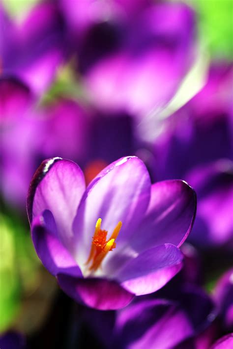 Free Images Nature Grass Blossom White Meadow Leaf Petal Bloom