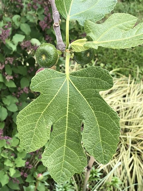 Blatt Natur Pflanze Kostenloses Foto Auf Pixabay Pixabay