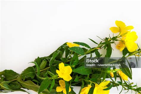 흰색 배경에 고립 된 노란색 꽃 플랫 레이 위에서 볼 수 있습니다 공간을 복사합니다 0명에 대한 스톡 사진 및 기타 이미지 0명 개체 그룹 개화기 Istock
