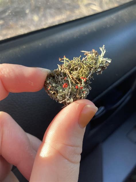 Tiniest Mushrooms Ive Ever Seen Rmycology