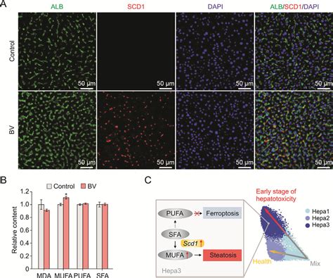The Molecular Basis Of Response In Hepatocytes Hepa To Low Dose Download Scientific Diagram