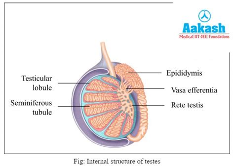 Testes Male Reproductive System Male Primary Sex Organ Structure And