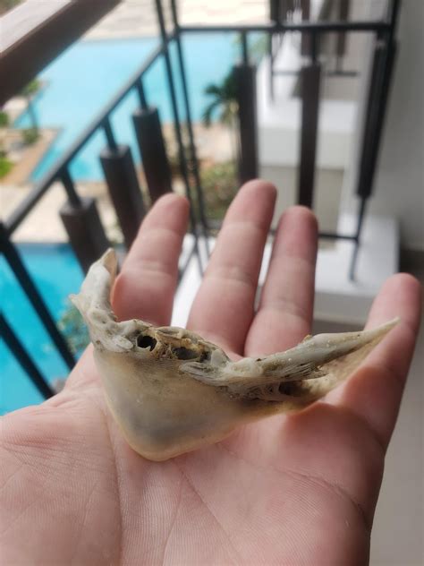 Anyone Know What This Is Sea Turtle Beak Found At Ao Dong Tan