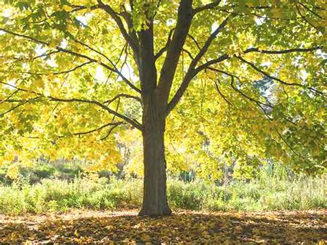 Trees Importance In Tamil மருந்தாகும் மரங்கள் Healthnorganicstamil
