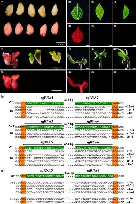 Figure 1 From High Efficient Multisites Genome Editing In