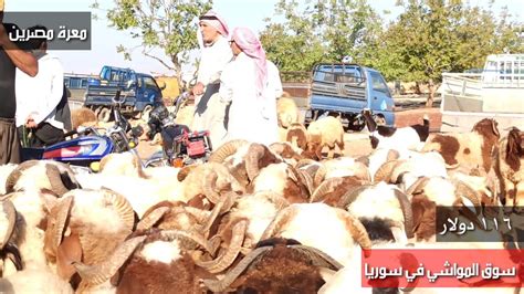 سوق الغنم معرة مصرين ٢٧ ٧ ٢٠٢١ حركة السوق الأسعار فحل أشقر خشن