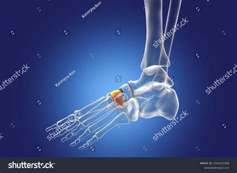 Intermediate Second Wedgeshaped Cuneiform Bone Foot Stock Illustration
