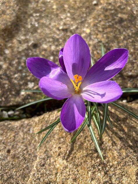 Enduringlove Steadfastness Truelove Graceandgrit Devotion Servicebeyondself Altruism