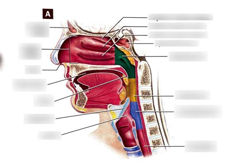 Anatomy Lab Unit 22 Figure 224 Diagram Quizlet