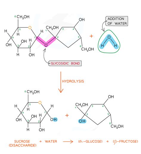 The Glycosidic Bond Cie As Biology Revision Notes 2025