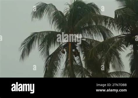 Summer Monsoon Storms Stock Videos Footage HD And 4K Video Clips Alamy