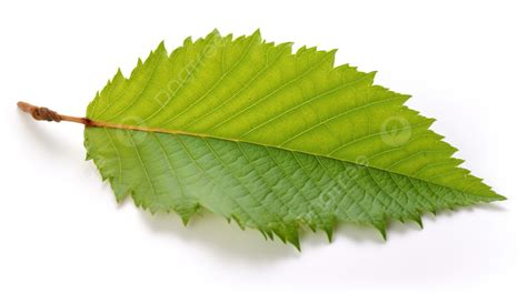 흰색 배경에 잎 느릅나무 잎 그림 배경 일러스트 및 사진 무료 다운로드 Pngtree