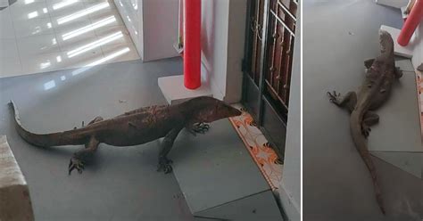 Huge Ass Monitor Lizard Visits Bedok North Hdb Block Climbs Up To 3rd Floor Mothership Sg