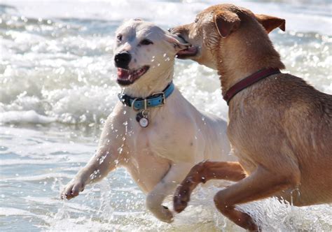Why Do Dogs Bite Other Dogs Ears Dog Discoveries