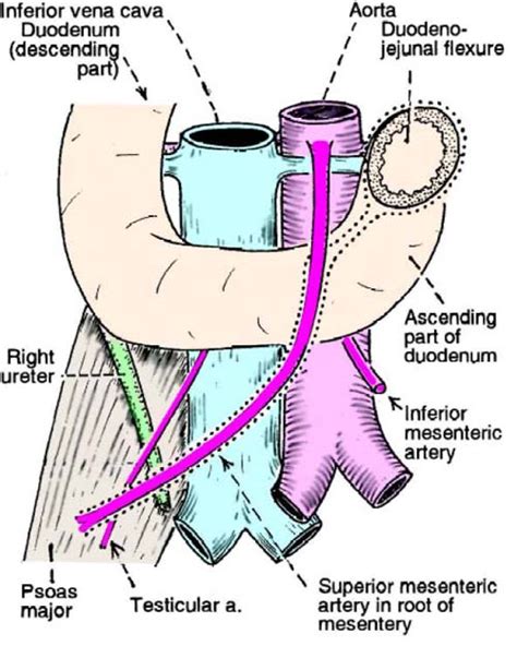 Root Of Mesentery