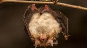 Why Do Bats Spread So Many Diseases Theyre Evolutionary Marvels