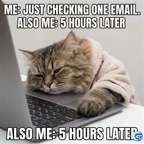 Tired Cat Meme S And Images Buon 
